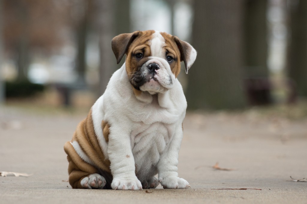 Celebrating 100 Years of Bulldogs - Truman Review